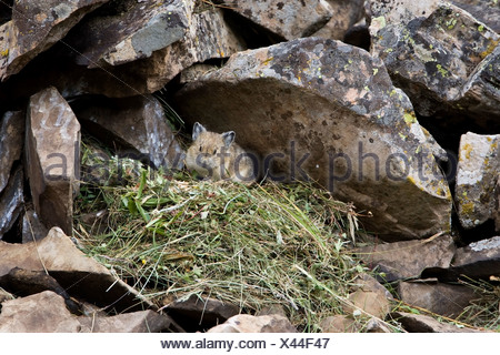 American pika (Ochotona princeps) with food, Jasper National Park Stock ...