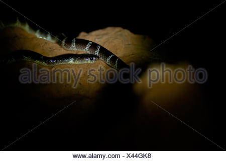 Common Krait, Bungarus caeruleus Stock Photo: 237729163 - Alamy