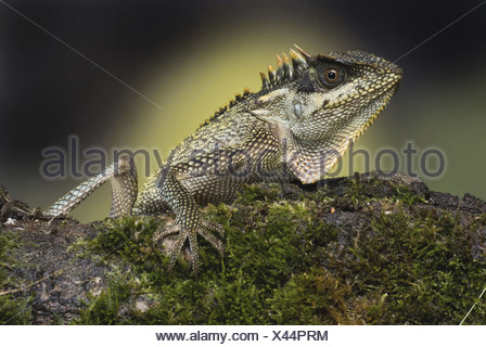 Mountain horned dragon / Pricklenape agama (Acanthosaura lepidogaster ...