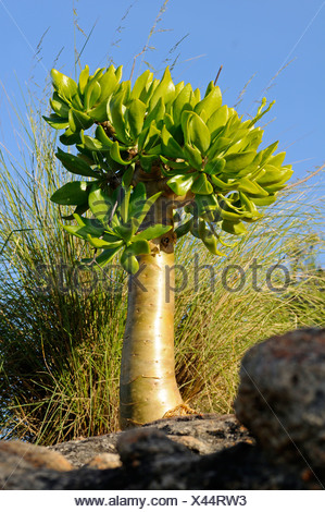 Botterboom (Tylecodon paniculatus) in habitat, Crassulaceae Stock Photo ...