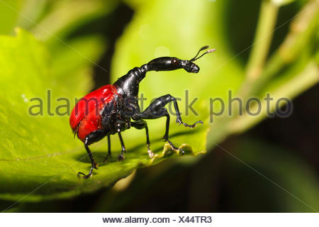 Female, Giraffe Weevil, Trachelophorus giraffa, Sahamalaotra Reserve ...