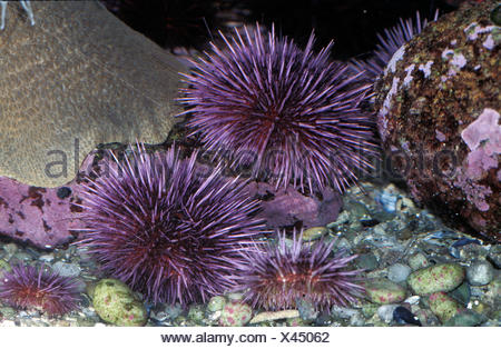 purple sea urchin strongylocentrotus purpuratus inside a toilet in ...