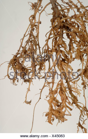 Pea roots with galls caused by root knot nematode Meloidogyne hapla ...