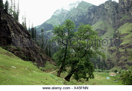 Maple tree in the Manali Himalayan mountains of Himachal Pradesh Stock ...