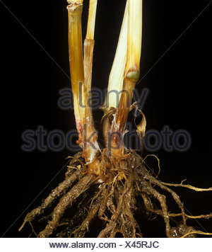 Fusarium footrot Fusarium spp on wheat stem base with pink mycelium ...