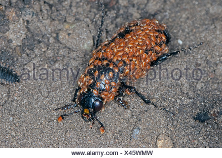Black burying beetle (Necrophorus humator, Nicrophorus humator Stock ...