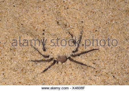 Sand Spider, Sicarius terrosus, Sequence 1 of burying in sand, also ...