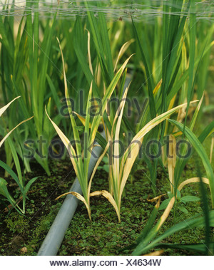 Basal rot Fusarium oxysporum damage to freesia corms Stock Photo - Alamy