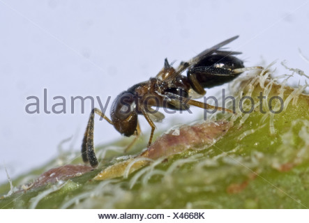 Parasitoid wasp, Encyrtus infelix, commercial biological control Stock ...
