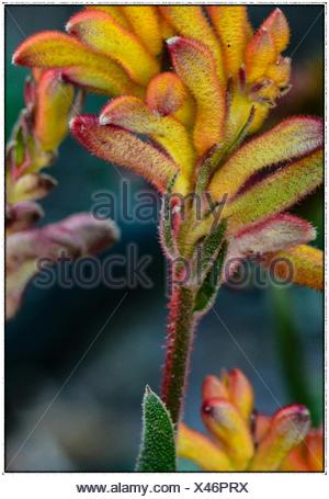 Close up of a kangaroo Stock Photo: 20036141 - Alamy