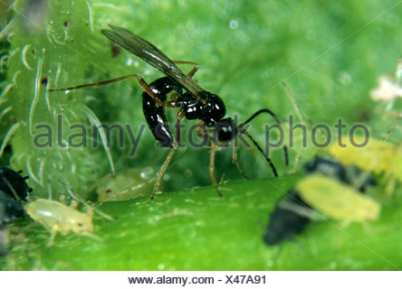 Parasitoid wasp Aphidius ervi ovipositing in black bean aphid host ...