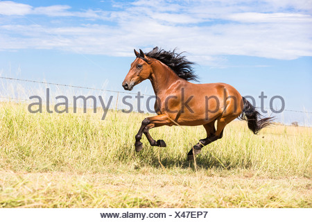 Boerperd, Boer Pony. Bay horse with rider showing an extended trot ...
