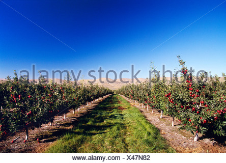 Agriculture - Red delicious high density apple orchard in early Stock ...