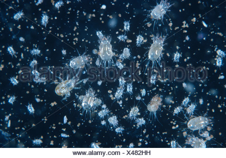 Grain mite Tyrophagus putrescentiae mites with predator mites Stock ...