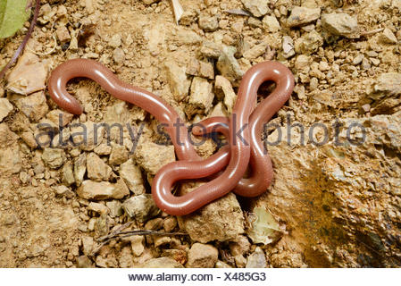 European blind snake, Greek blind snake, worm snake (Typhlops Stock ...