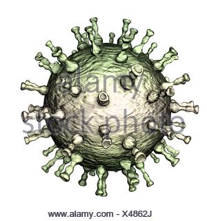 Varicella zoster virus (VZV) particle, coloured transmission electron ...