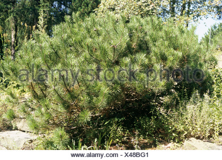 Siberian dwarf pine tree (Pinus pumila) cones, Amur Region, Russia ...