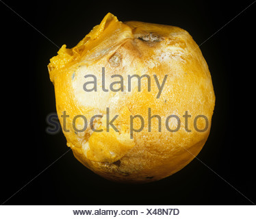 Sour rot Geotrichum candidum rotten orange fruit Stock Photo: 16817169 ...