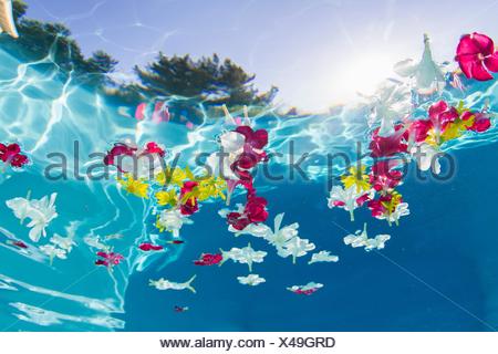 Underwater view of flower petals floating in swimming pool Stock Photo ...