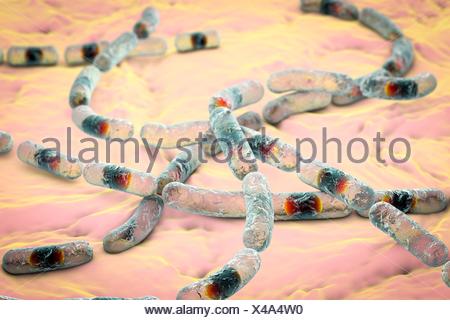 Bacillus cereus bacteria, computer illustration. These are Stock Photo ...