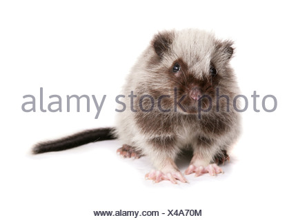 Northern Luzon Giant Cloud Rat (Phloeomys pallidus) juvenile, feeding ...