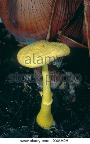 Poisonous yellow Mushroom Leucocoprinus birnbaumii, a flowerpot Stock ...