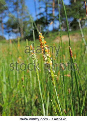 Orange Foxtail grass, alopecurus aequalis Stock Photo - Alamy
