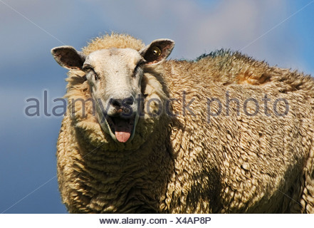 sheep - bleating Stock Photo: 13071091 - Alamy