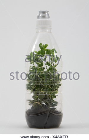 Plants growing in plastic bottles Stock Photo: 39422104 - Alamy