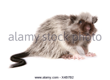 Northern Luzon Giant Cloud Rat (Phloeomys pallidus) juvenile, feeding ...