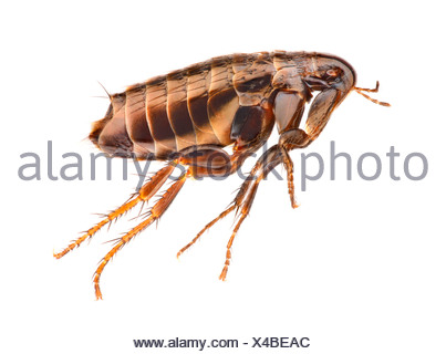 bird flea (Ceratophyllus gallinae), portrait, Germany Stock Photo ...