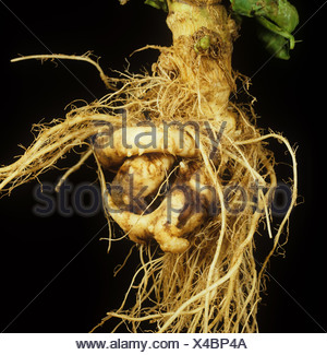 Clubroot (Plasmodiophora brassica) distorted root on a cabbage plant ...