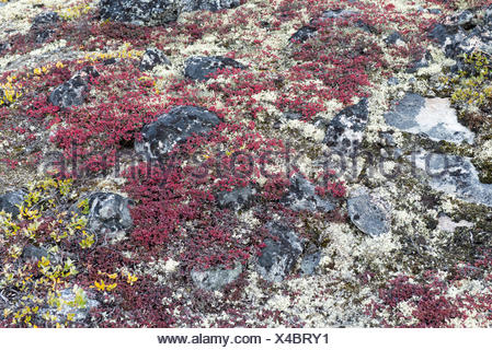 Detail of lichen and tundra vegetation in Greenland during summer Stock ...