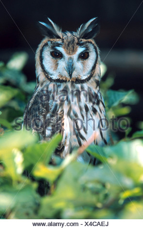 Striped Owl (Rhinoptynx clamator, Asio clamator, Pseudoscops Stock ...