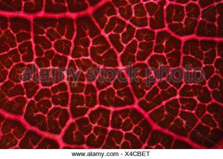 Leaf veins under the microscope Stock Photo: 93511560 - Alamy
