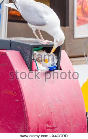 A seagull bird pecking at waste food in rubbish bags on the street ...