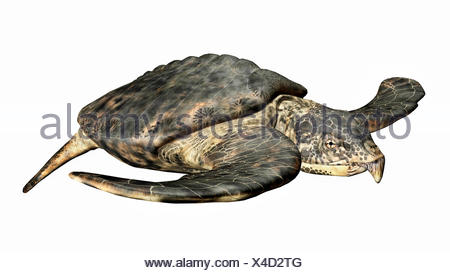 Giant Sea Turtle Archelon Stock Photo: 103435392 - Alamy