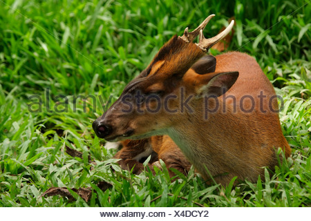 Southern Red Muntjac, Barking Deer, Bornean Red Muntjac, Indian Stock ...