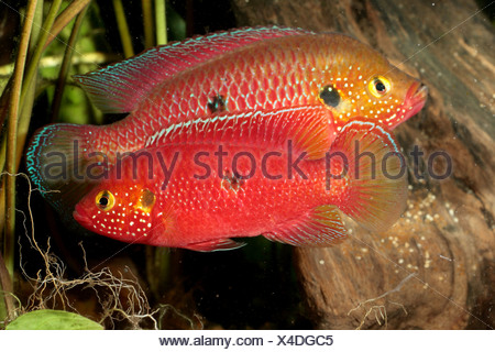Jewel fish, Jewelfish, Red jewel fish, Red cichlid, Banded Jewel fish ...