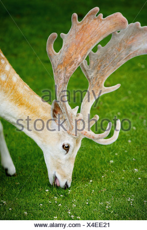 Fallow deer, (Bambi type deer with white spots), with full antlers ...