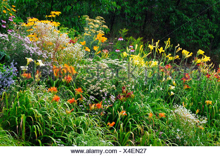 Naturalized garden embankment with day lilies, Greater Sudbury Stock ...