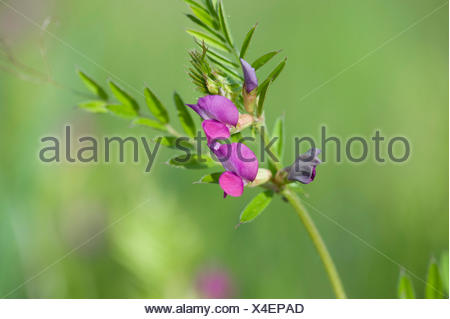 Narrow leaf vetch (Vicia angustifolia, Vicia angustifolia subsp ...