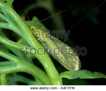 Common green lacewing (Chrysoperla carnea) larva feeding on western ...