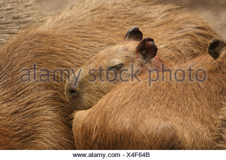 Capybara Amazon rainforest Amazonia Jungle forest river tropics Stock ...
