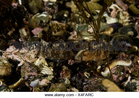 pholis gunnellus / butterfish / gunnel Stock Photo - Alamy