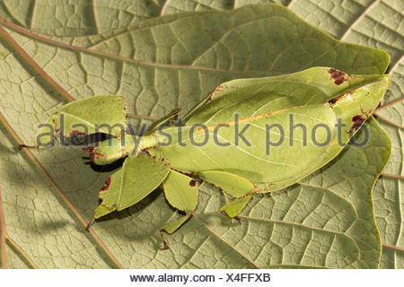 Leaf insect Family: Phasmidae, Agumbe, Karnataka, India Stock Photo ...