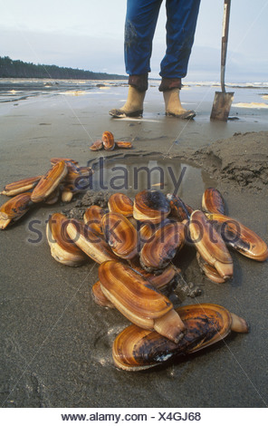 Razor clams, North Beach, Naikoon Provincial Park, British Columbia ...