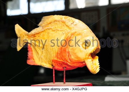 Piranha with mouth open showing teeth against black background Stock ...
