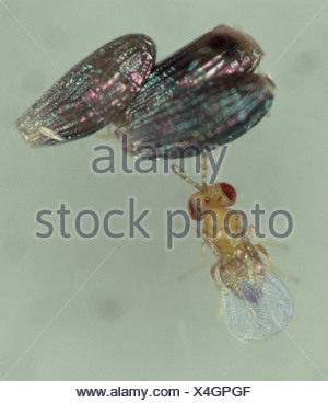 Parasitoid wasp Trichogramma used in biological control of Stock Photo ...