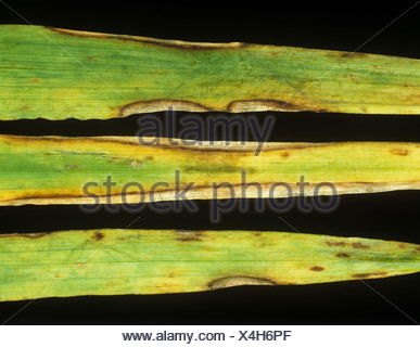 Leaf lesion of ascochyta leaf spot Ascochyta pisi with pycnidia on ...